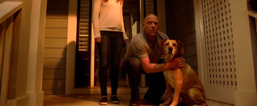 How A Rescue Dog Became A Hollywood Star